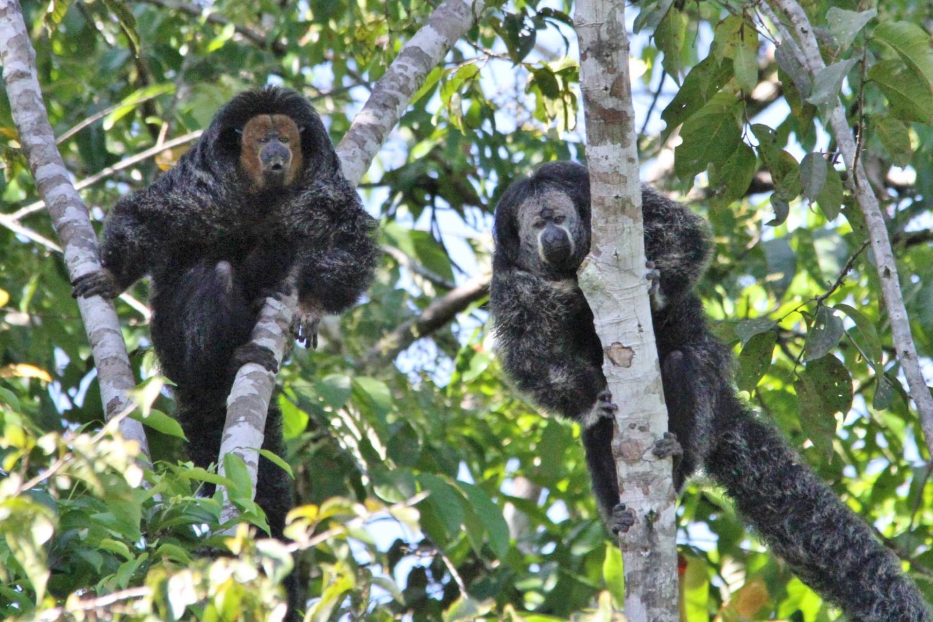 Primates · Amazonia Expeditions