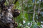 Sloth-Sized · Amazonia Expeditions