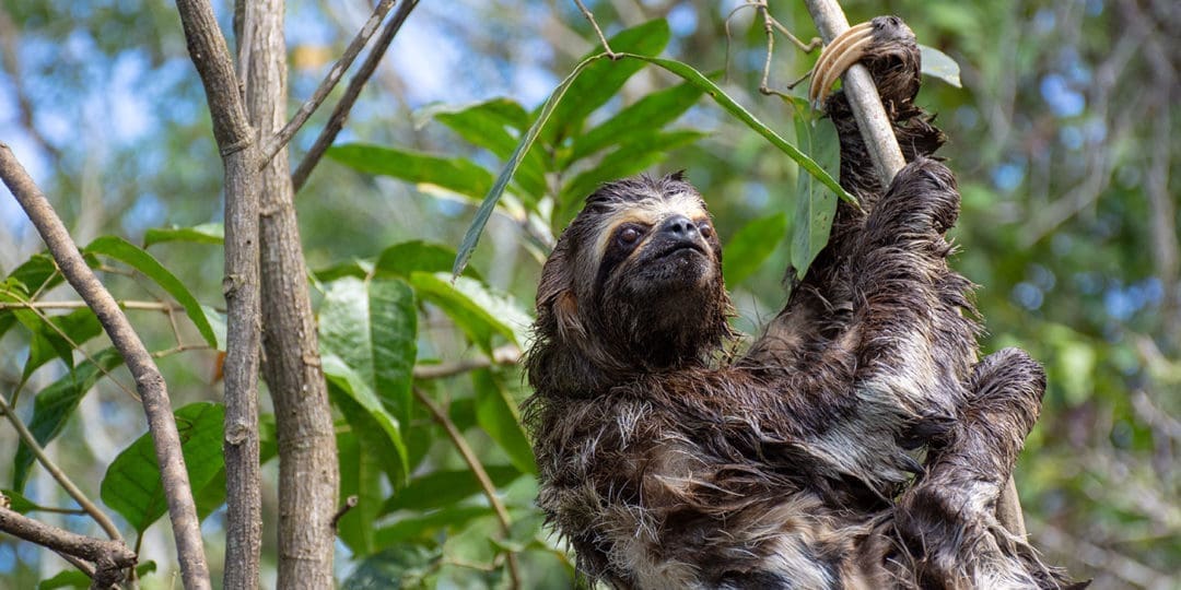 Top 4 Wilderness Guidebooks for the Amazon Rainforest · Amazonia ...