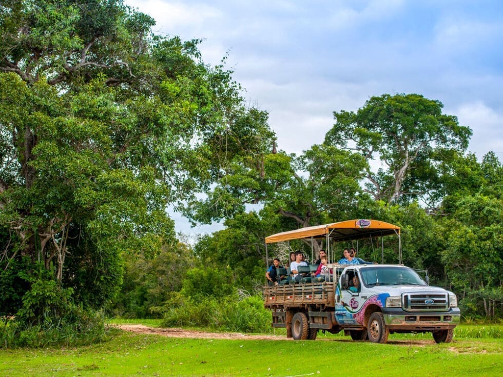 Brazilian Pantanal Wetlands Expedition · Amazonia Expeditions